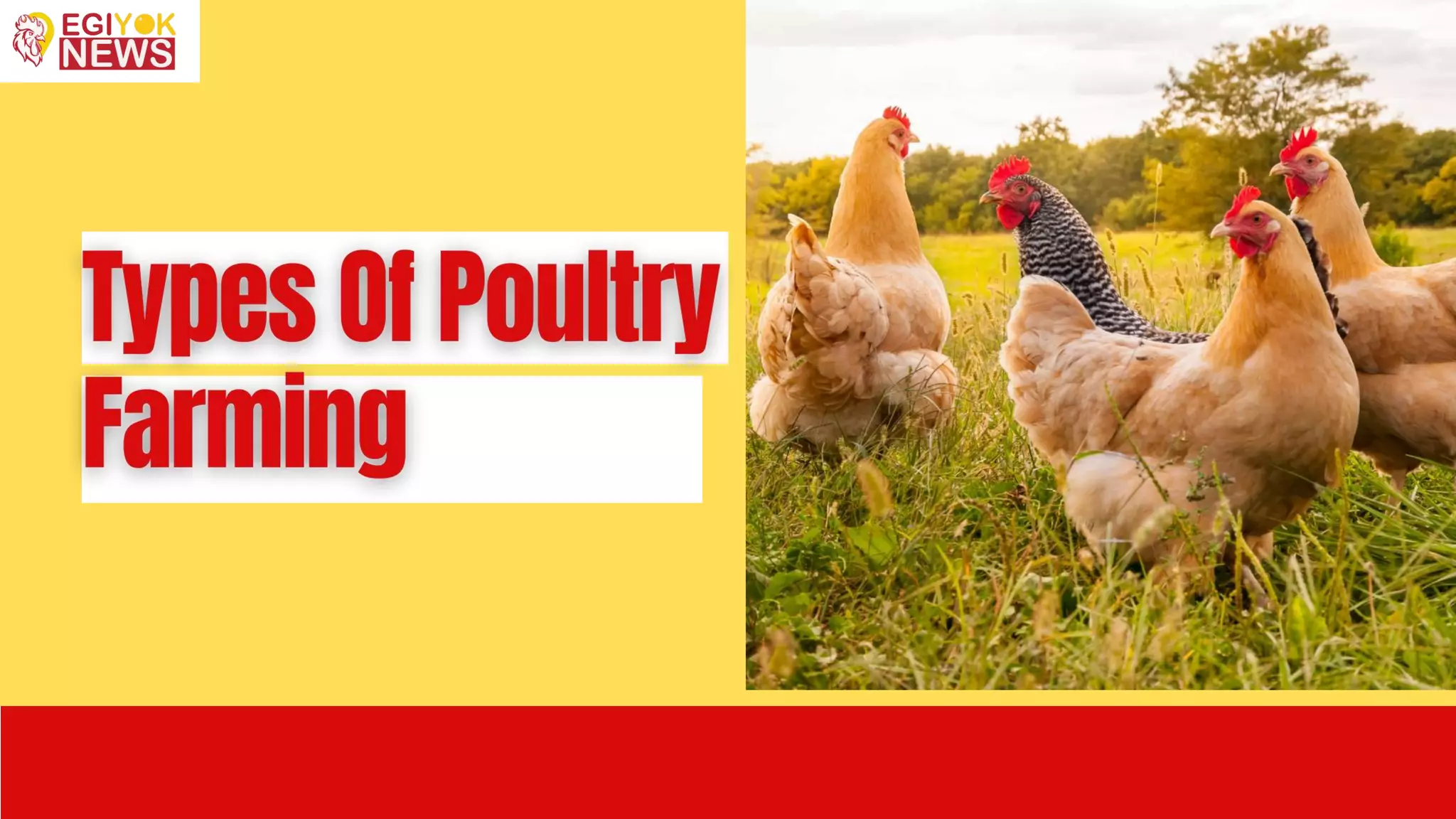 Types Of Poultry Farming in India | Egiyok News | PPT