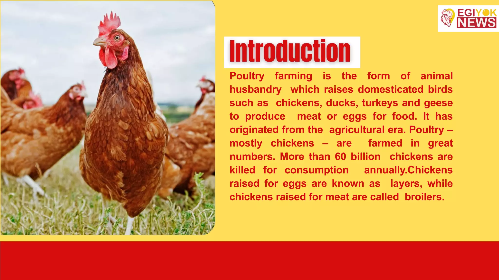 Types Of Poultry Farming in India | Egiyok News | PPT