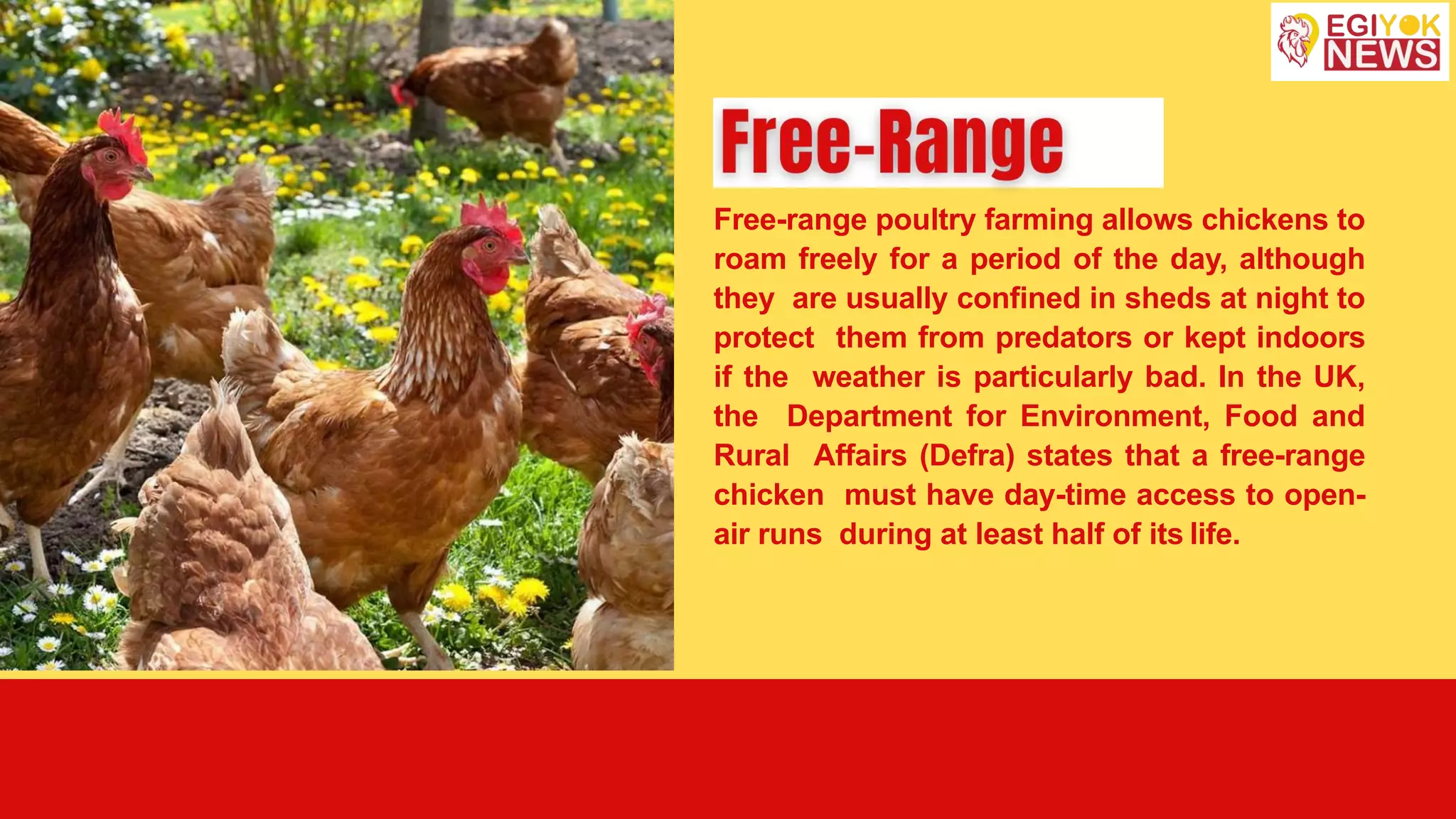 Types Of Poultry Farming in India | Egiyok News | PPT