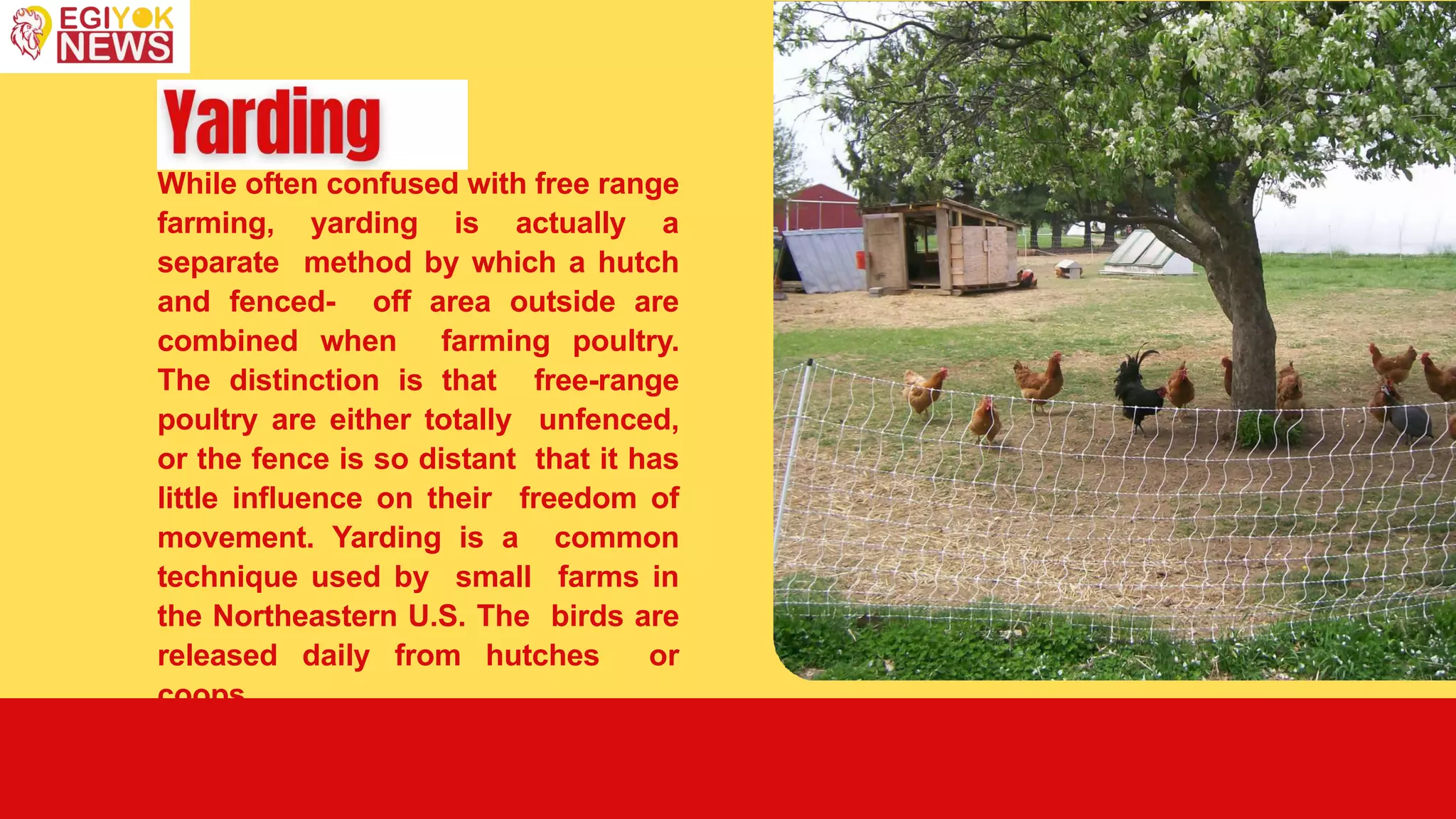 Types Of Poultry Farming in India | Egiyok News | PPT