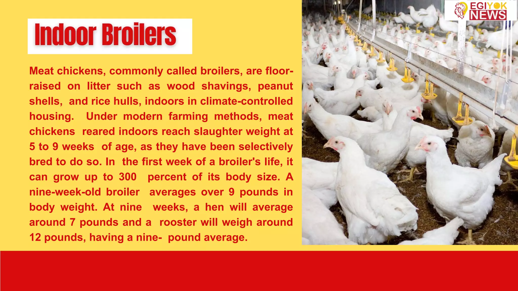 Types Of Poultry Farming in India | Egiyok News | PPT