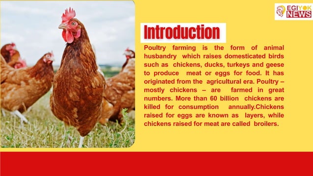 Types Of Poultry Farming in India | Egiyok News | PPT