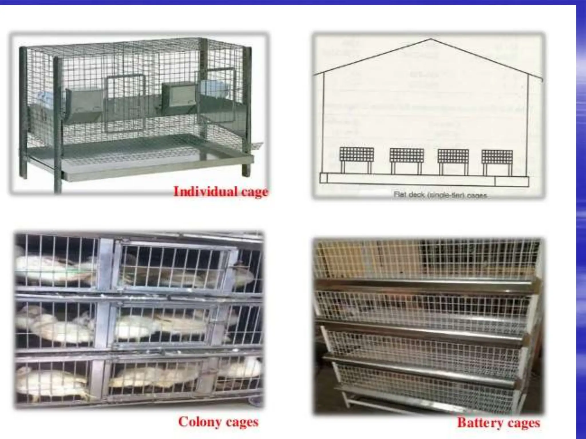 Types of Poultry Housing for poultry production.ppt