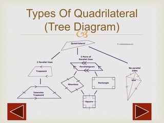Quadrilateral Diagram Tree