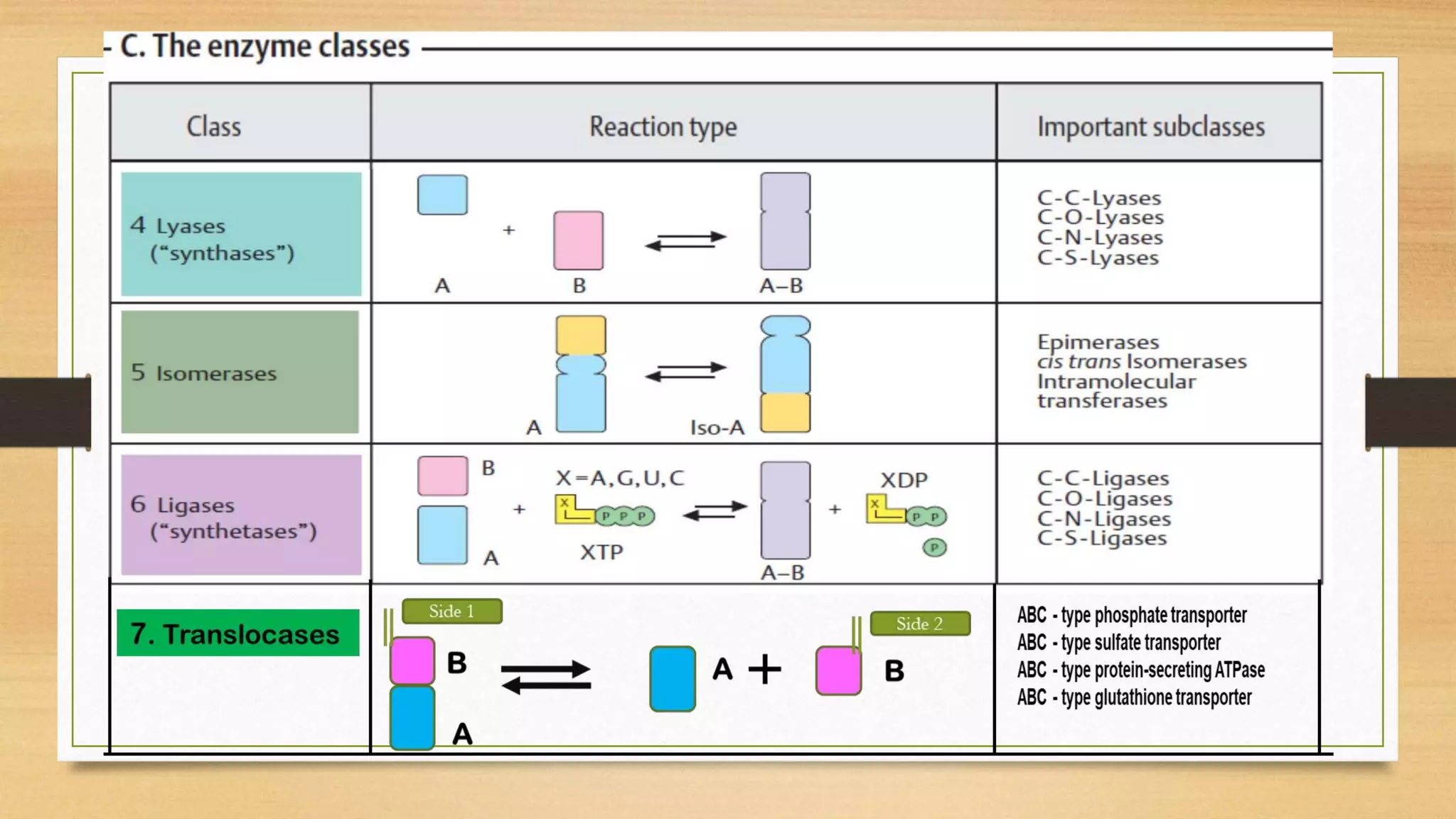 Types of reactions in biological system and enzyme classification ...