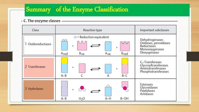 Types of reactions in biological system and enzyme classification ...