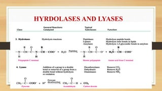 Types of reactions in biological system and enzyme classification ...