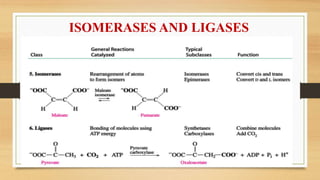 Types of reactions in biological system and enzyme classification ...