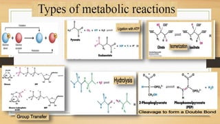 Types of reactions in biological system and enzyme classification ...