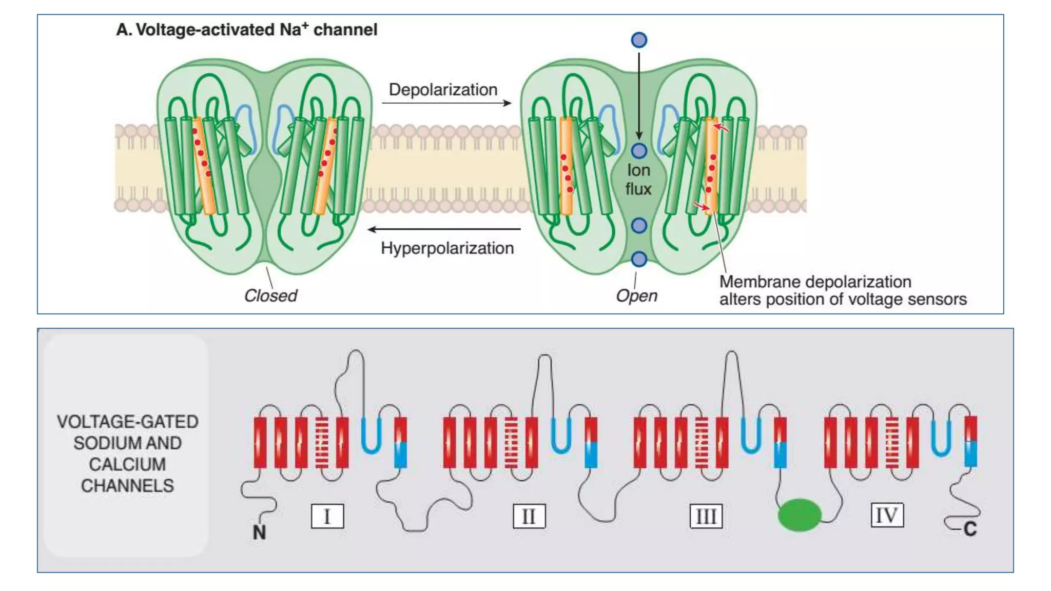 Types of receptors | PPTX