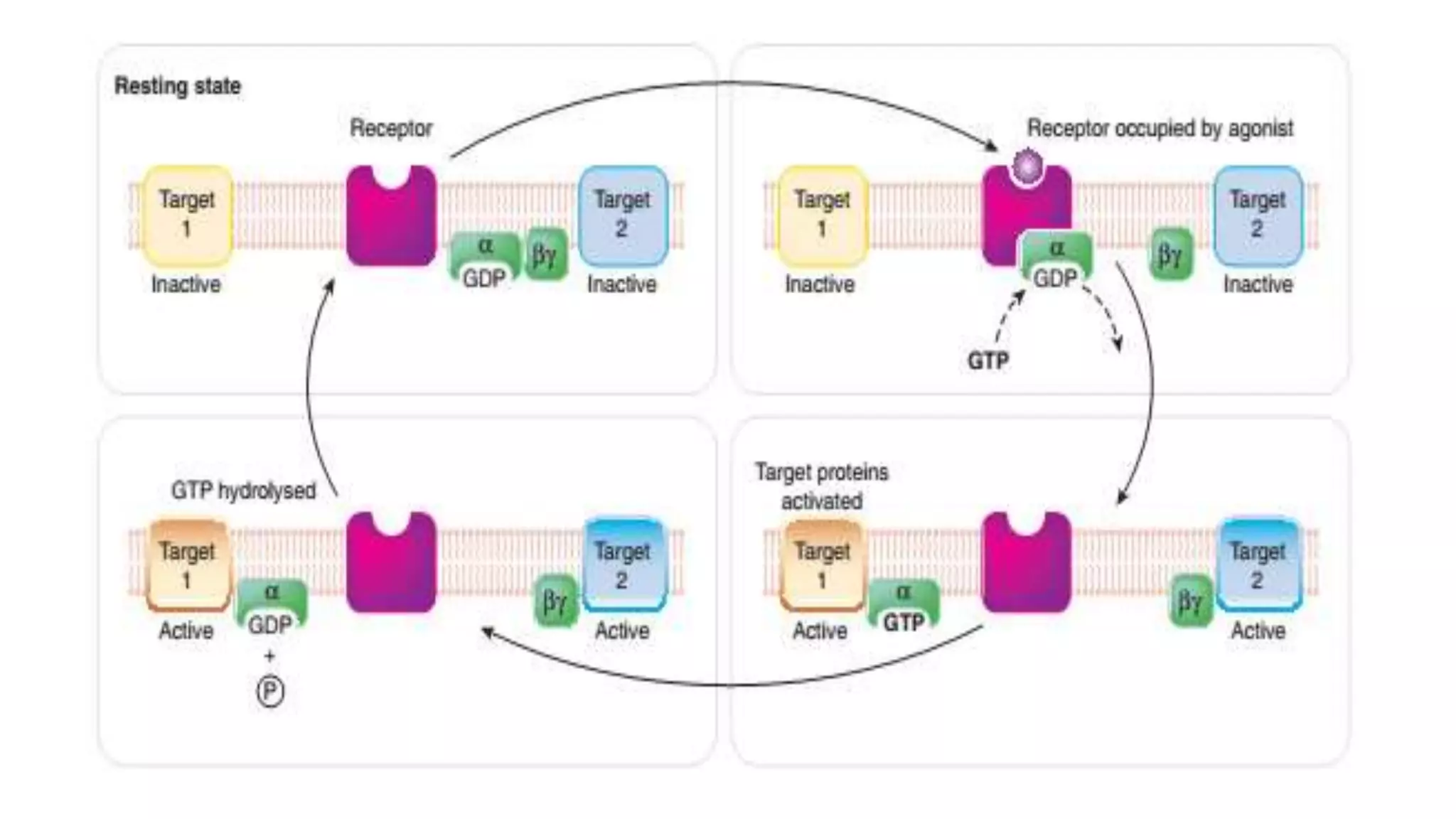 Types of receptors | PPTX