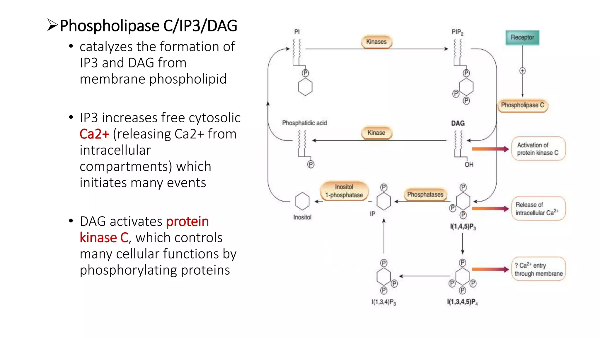 Types of receptors | PPTX