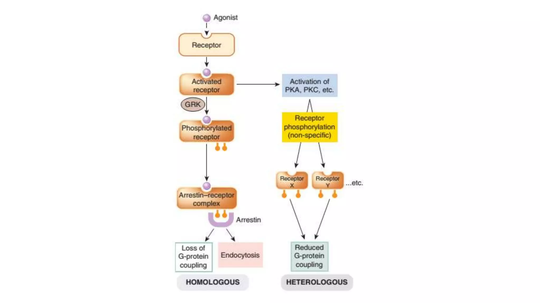 Types of receptors | PPTX