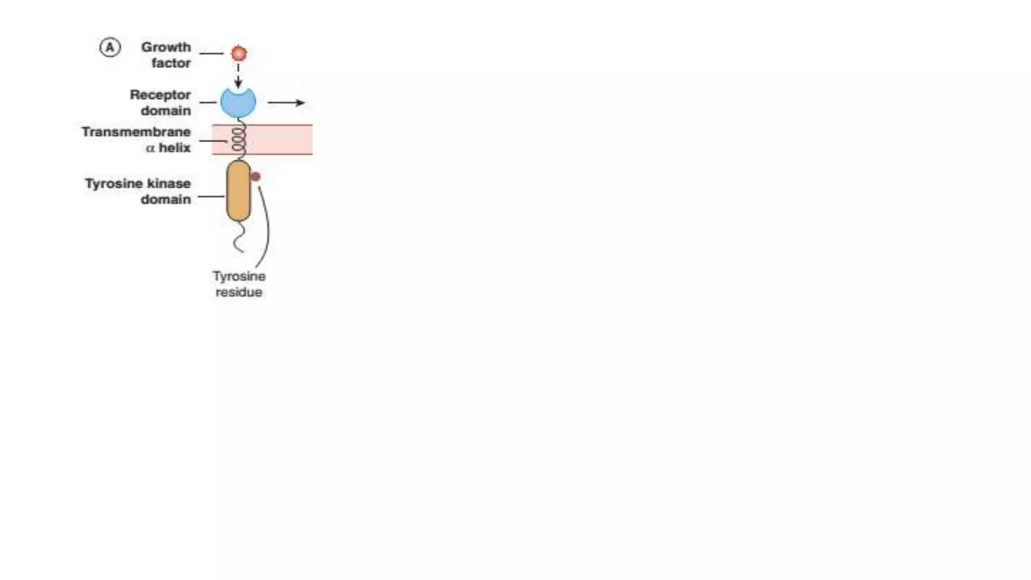 Types of receptors | PPTX