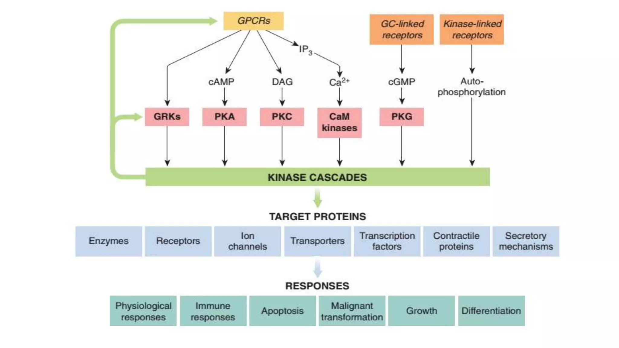 Types of receptors | PPTX