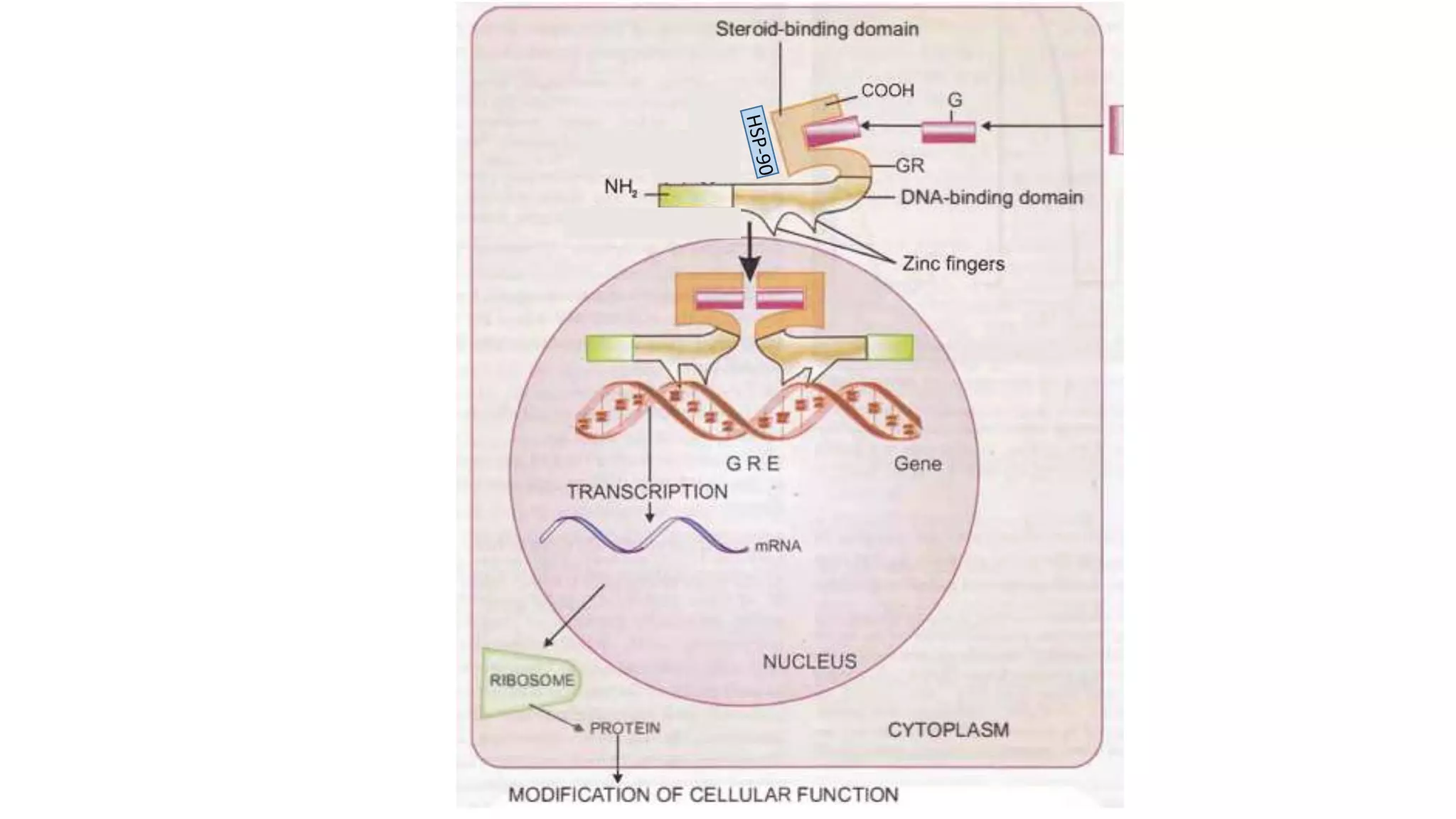 Types of receptors | PPTX