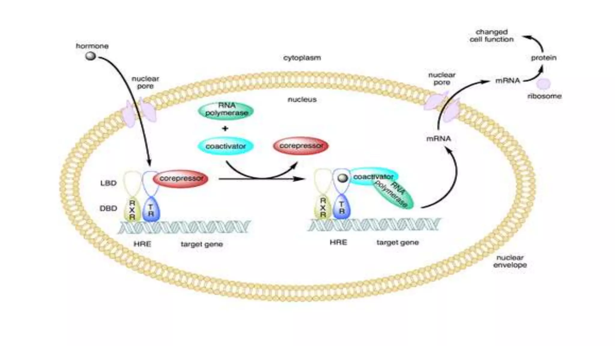 Types of receptors | PPTX