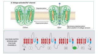 Types of receptors | PPTX
