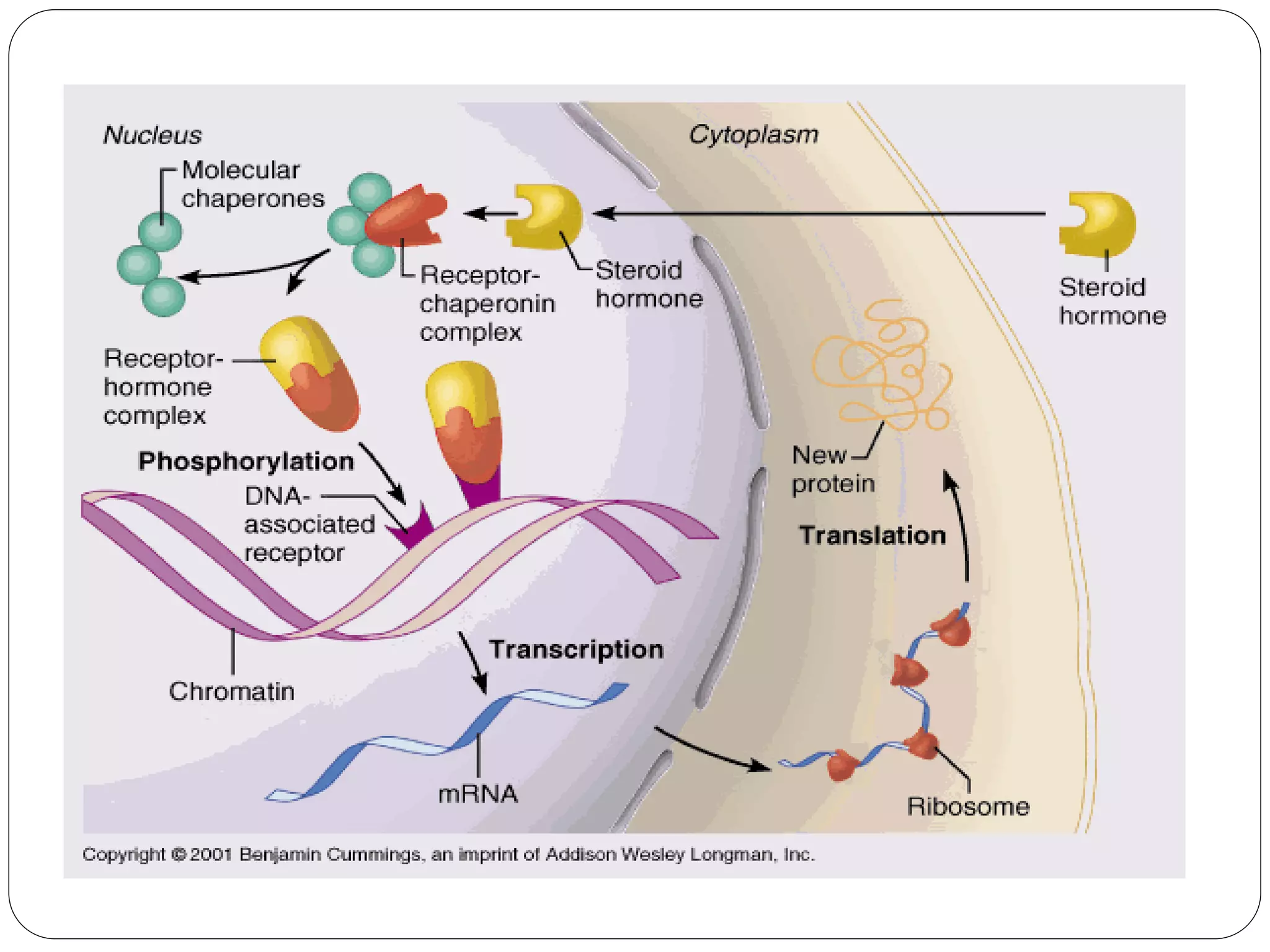 TYPES OF RECEPTORS | PPT