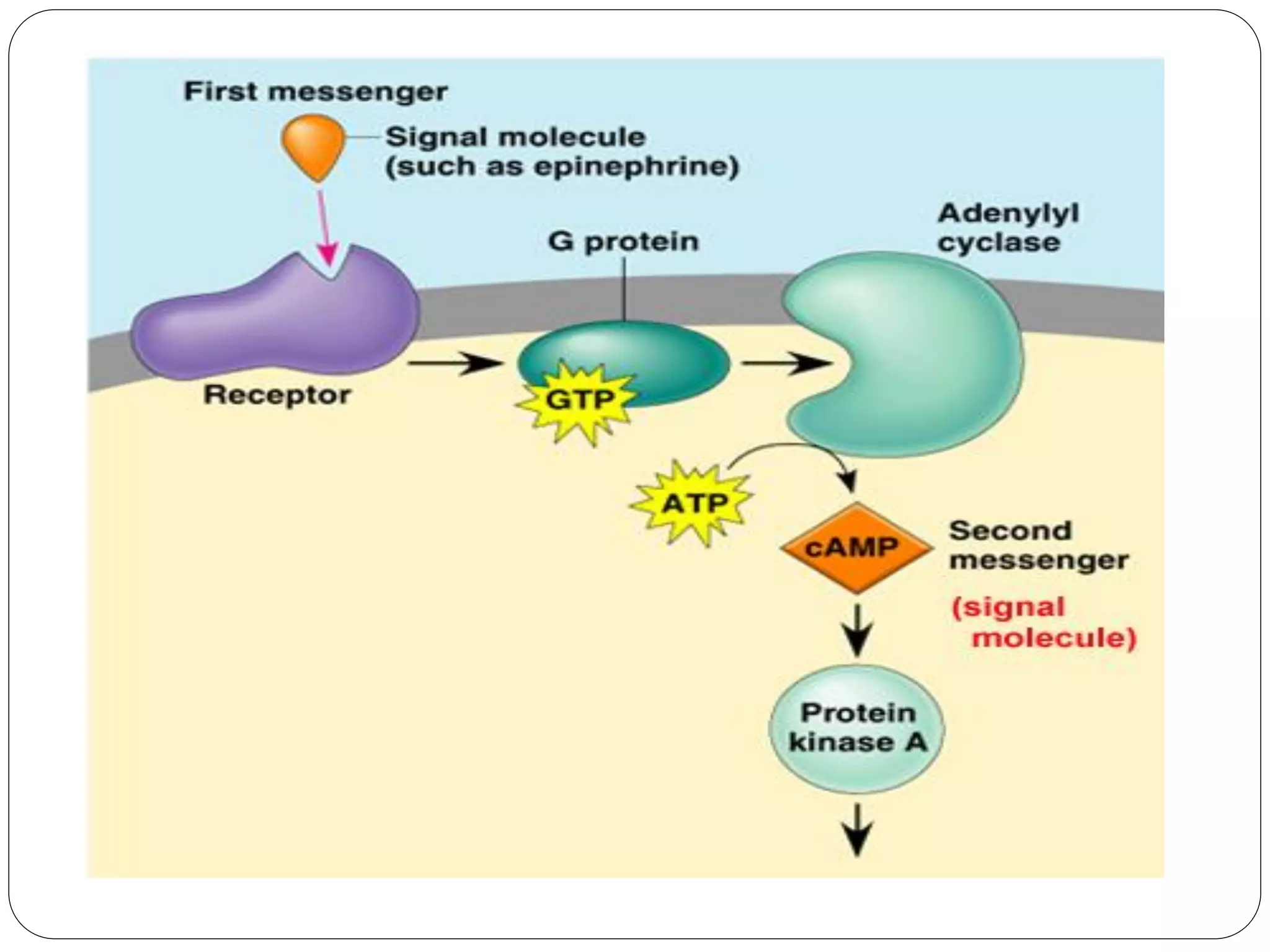 TYPES OF RECEPTORS | PDF