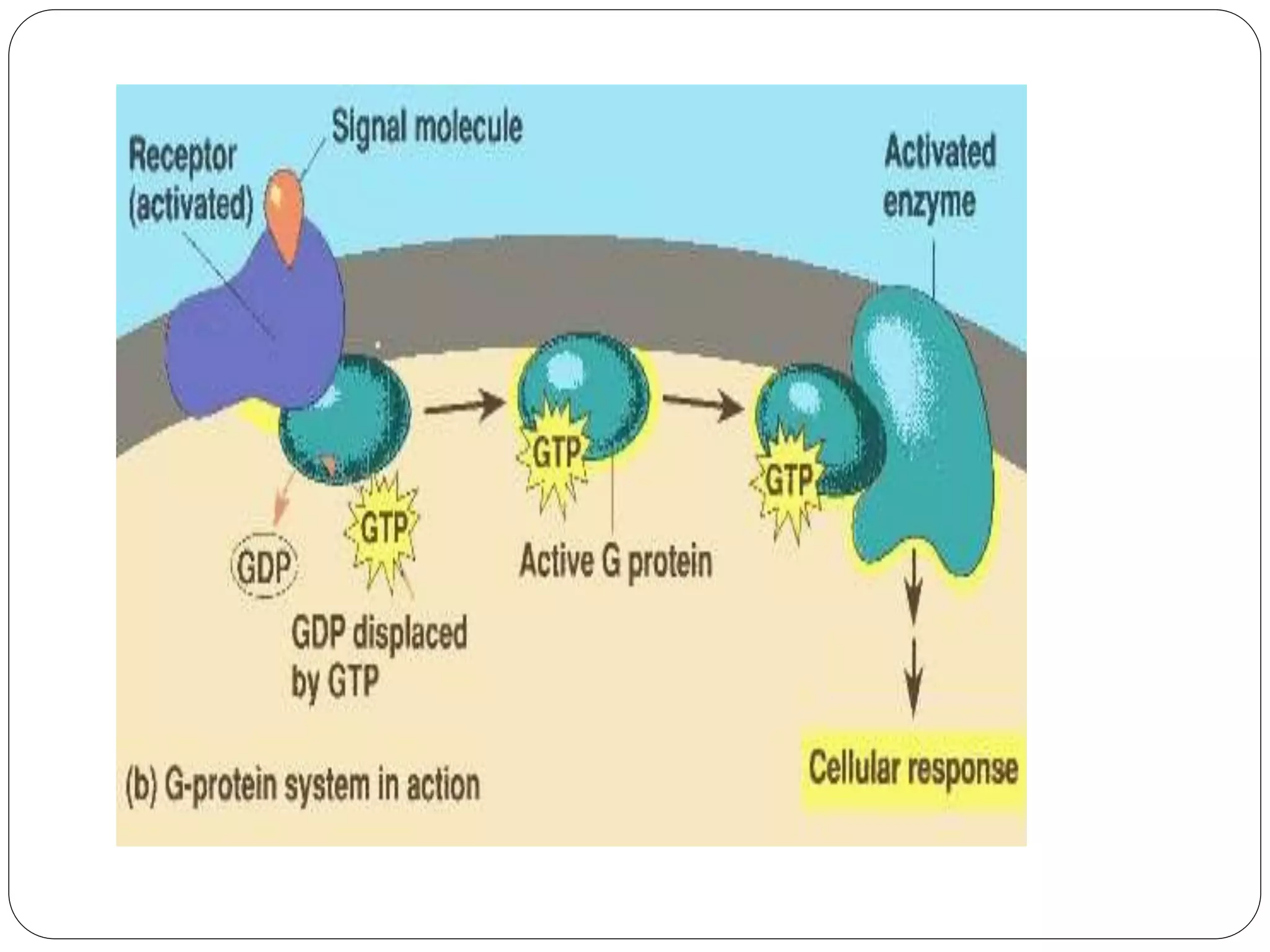 TYPES OF RECEPTORS | PDF