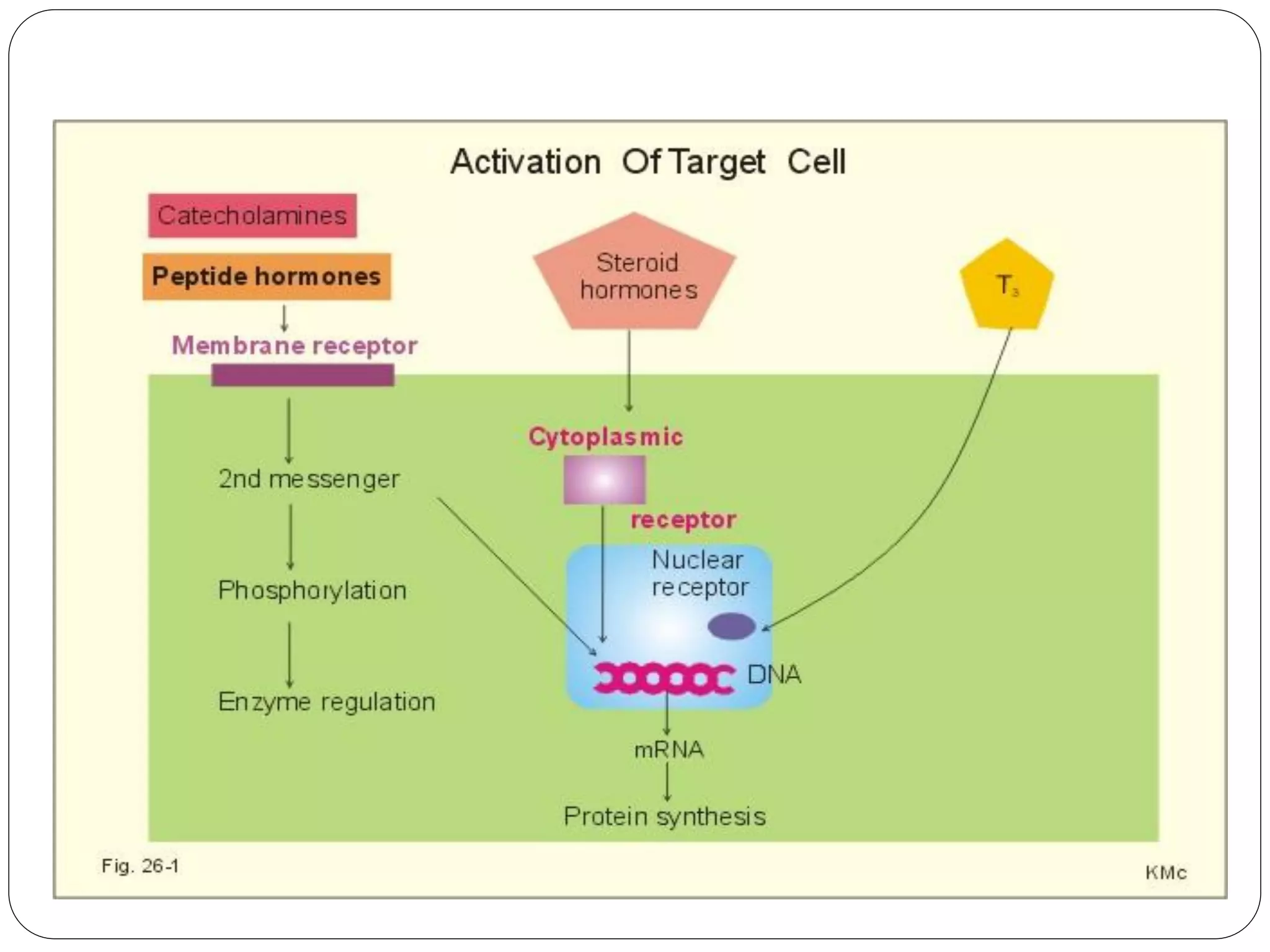 Types Of Receptors Ppt