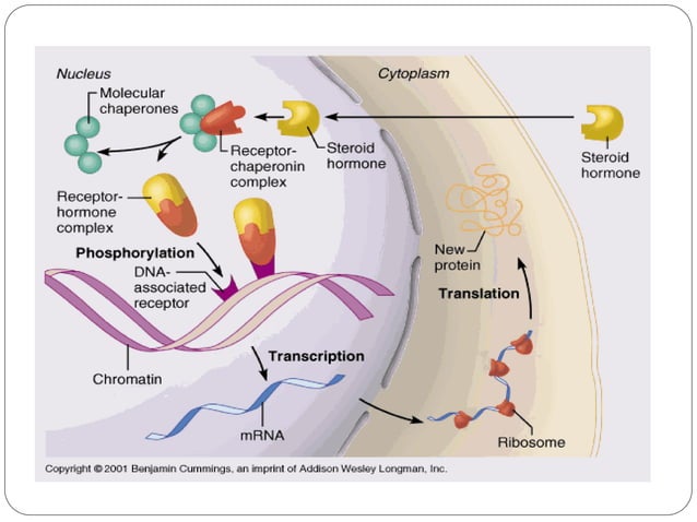 TYPES OF RECEPTORS | PPT