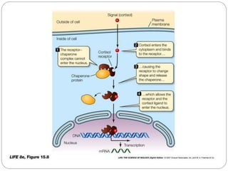 TYPES OF RECEPTORS | PDF