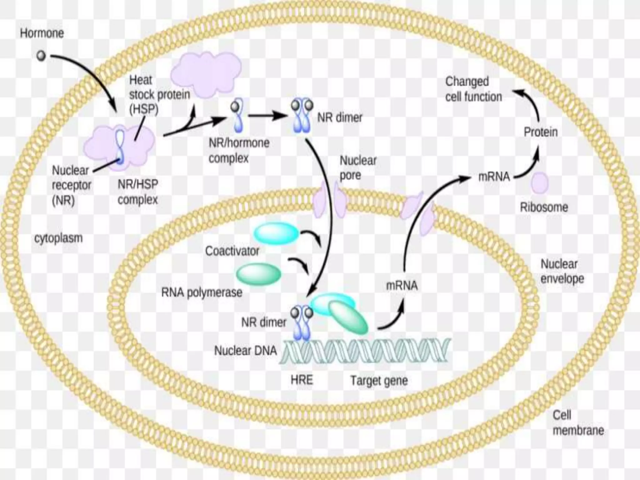Types of receptor signal transduction pathways | PPTX