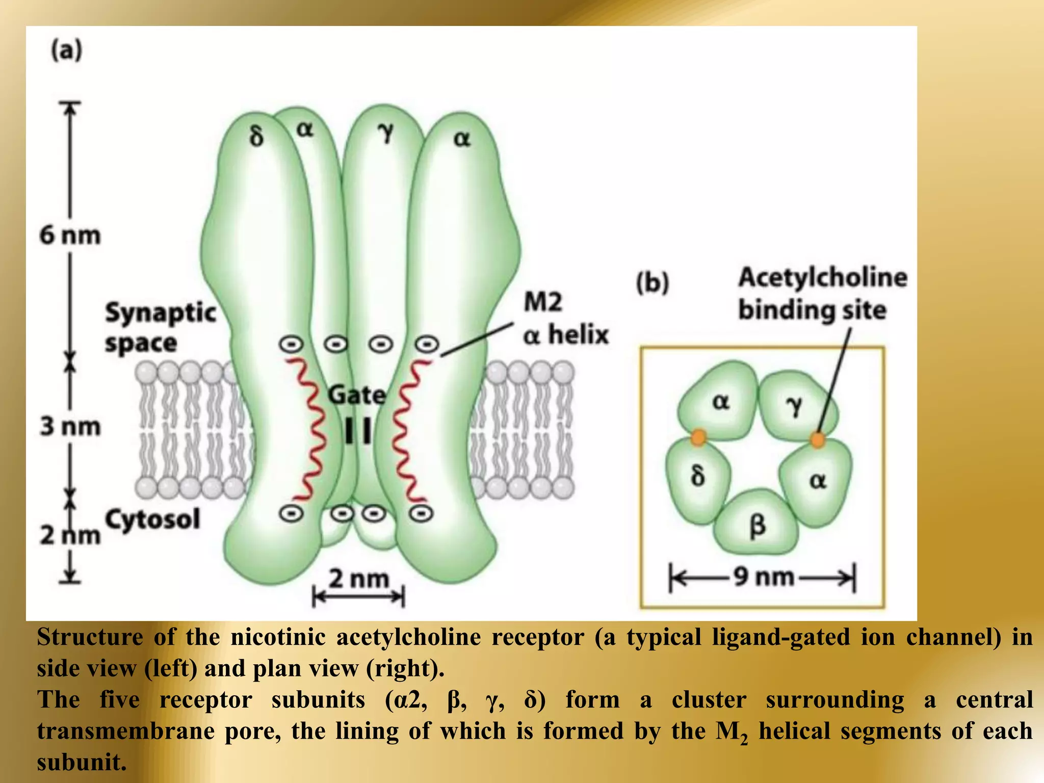 Types of receptor signal transduction pathways | PPTX