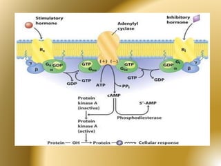 Types of receptor signal transduction pathways | PPTX