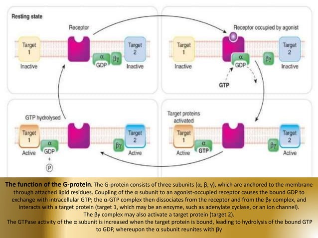 Types of receptor signal transduction pathways
