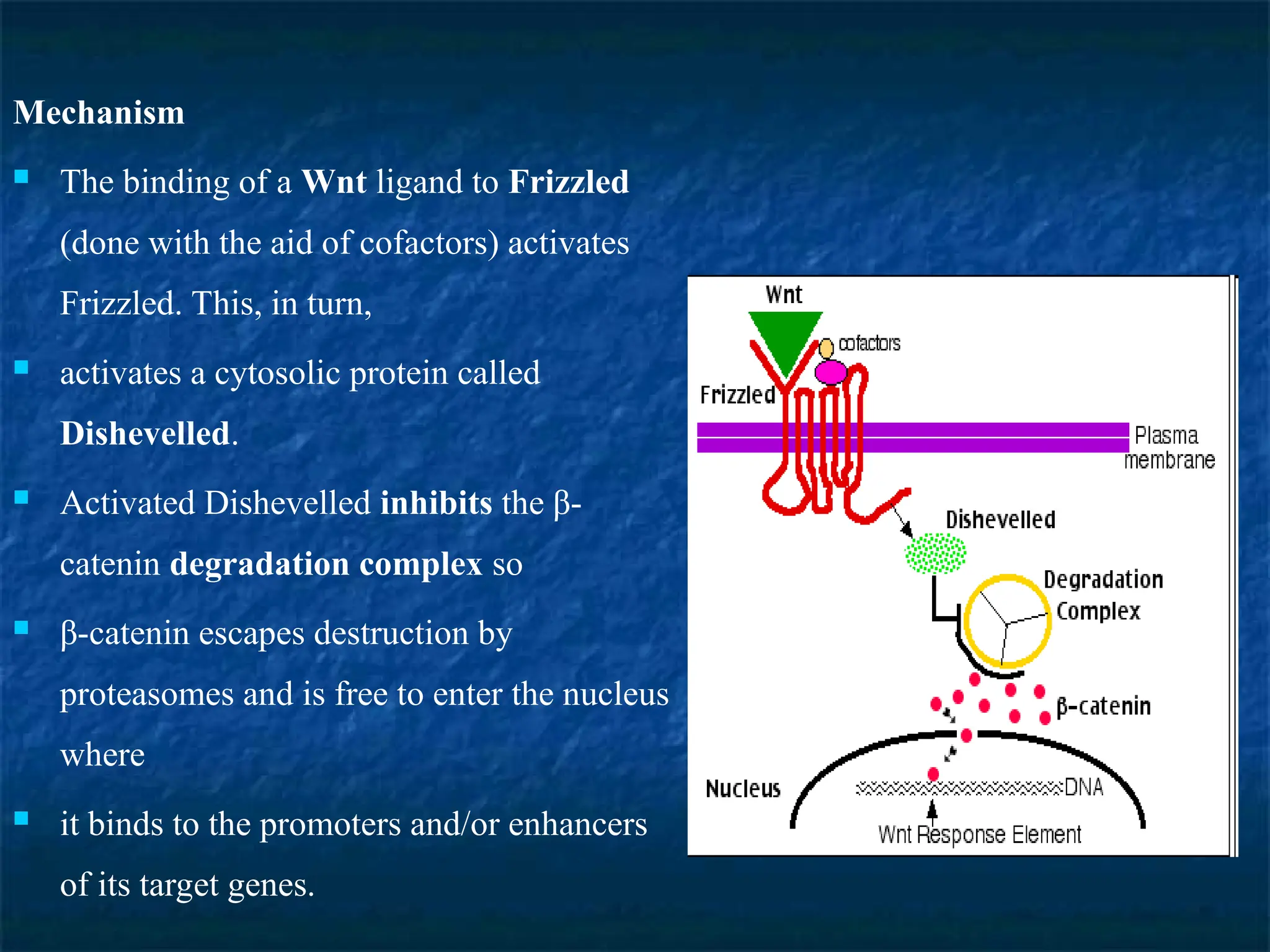 Types of Receptors in cell signal(1).ppt