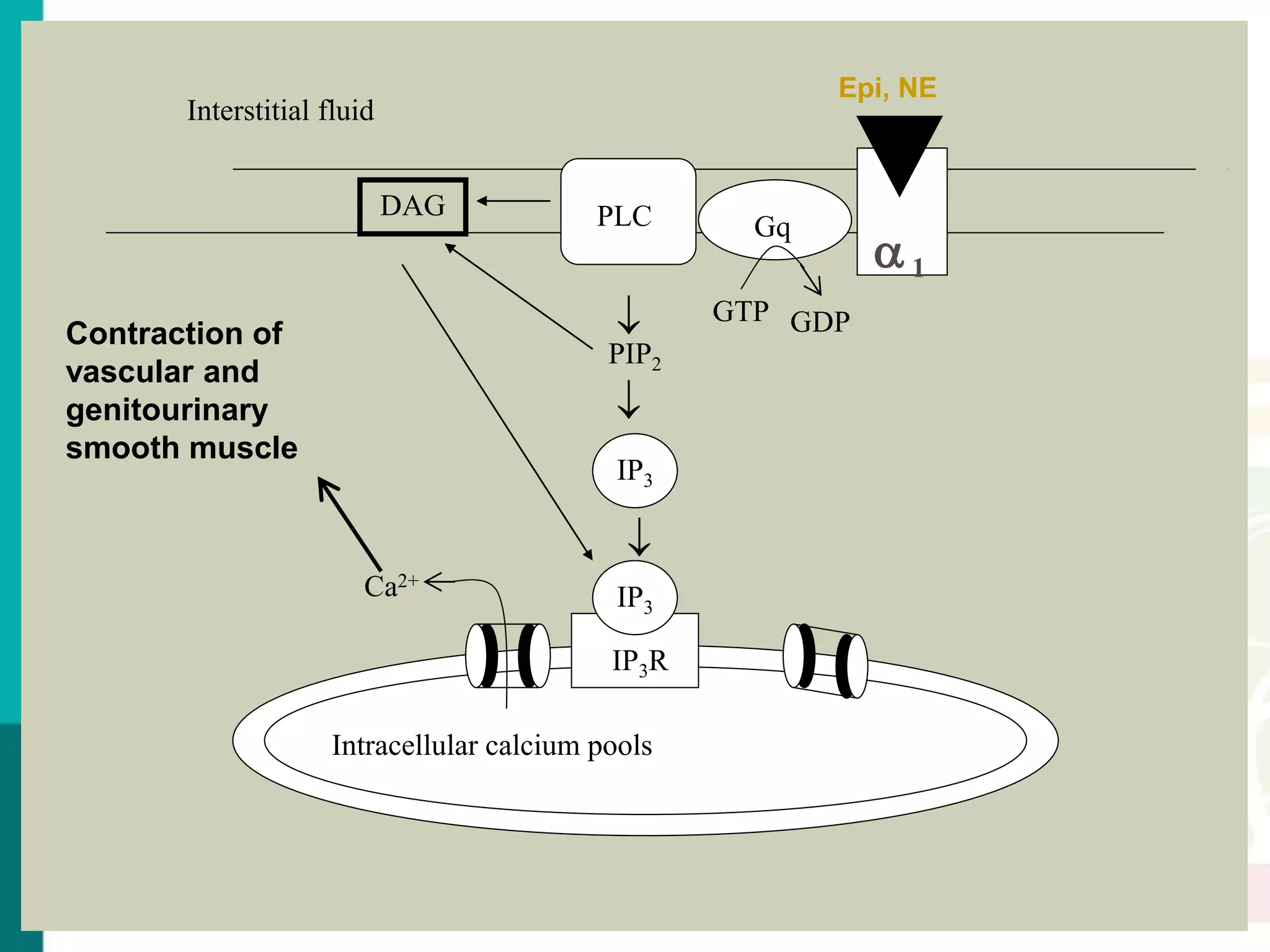 Types of receptors pharmacology | PPTX