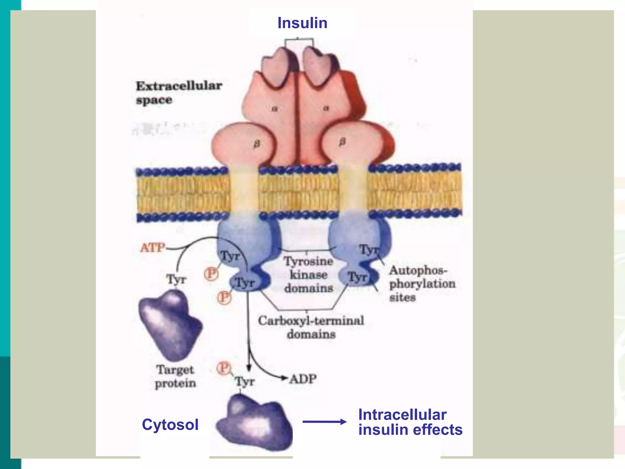 Types of receptors pharmacology | PPTX | Endocrine and Metabolic ...