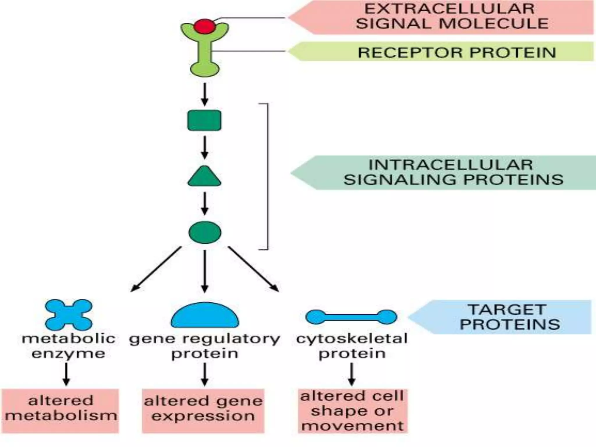 Types of receptors pharmacology | PPTX
