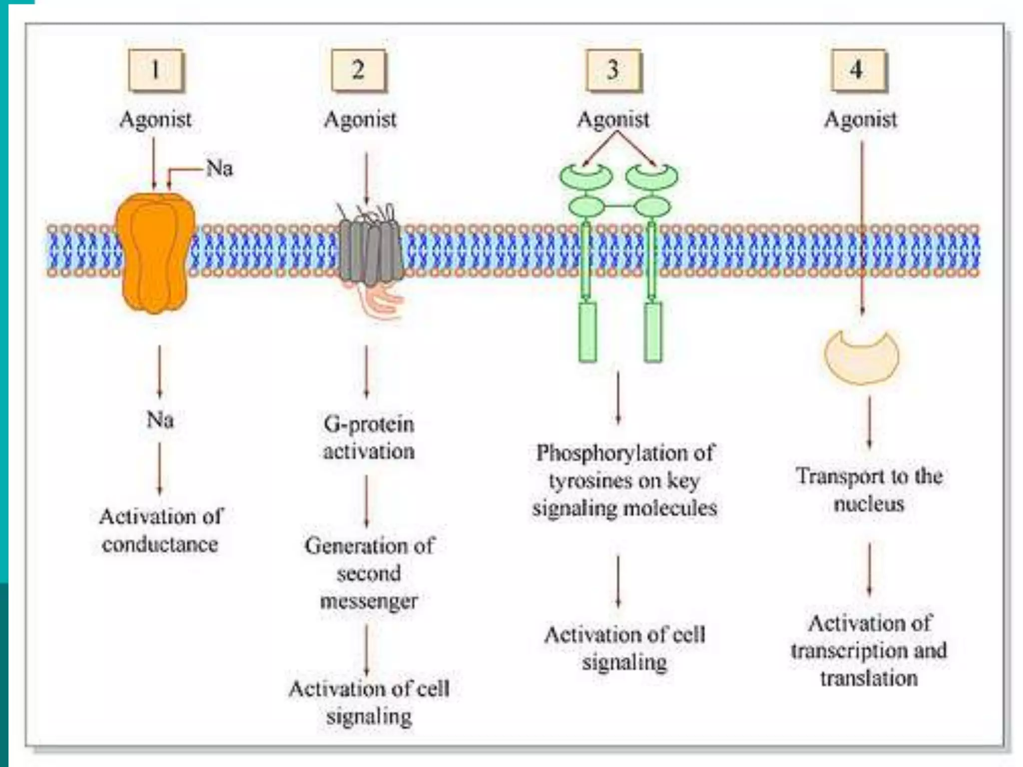 Types of receptors pharmacology | PPTX