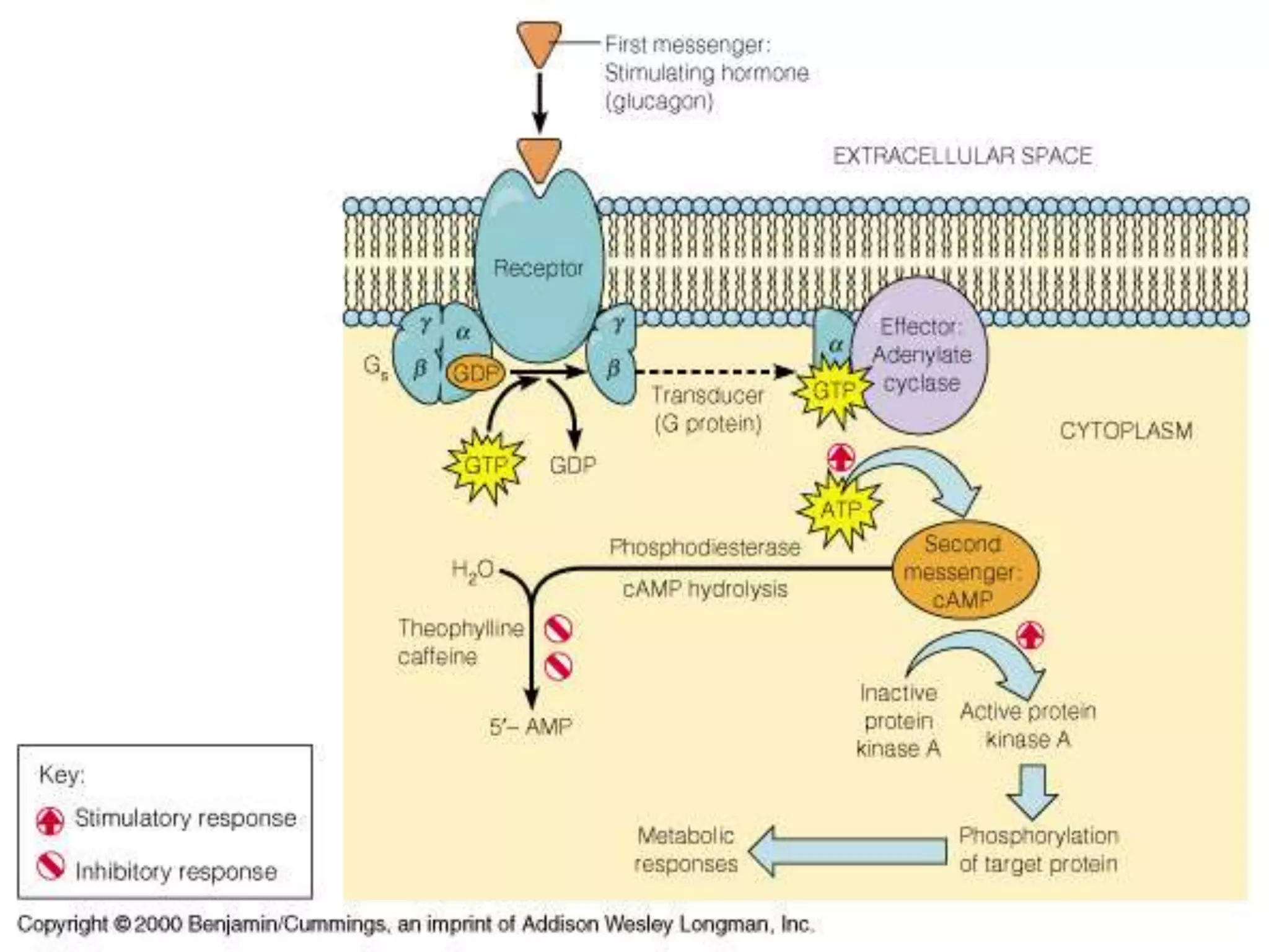 Types of receptors pharmacology | PPTX