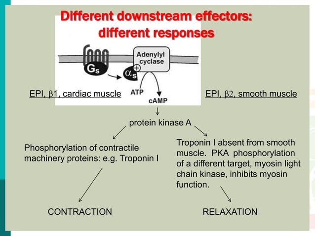 Types of receptors pharmacology | PPTX | Endocrine and Metabolic ...