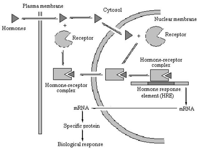 Types of receptors pharmacology | PPTX | Endocrine and Metabolic ...