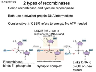 Types of Recombinase | PPTX