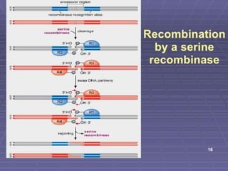 Types of Recombinase | PPTX