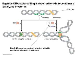 Types of Recombinase | PPTX