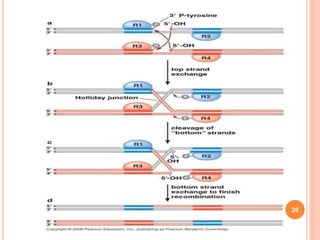 Types of Recombinase | PPTX