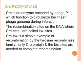 Types of Recombinase | PPT