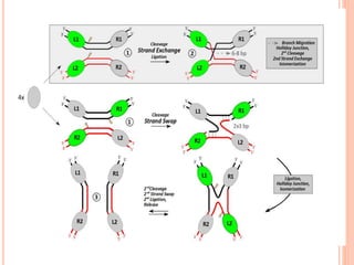 Types of Recombinase | PPTX