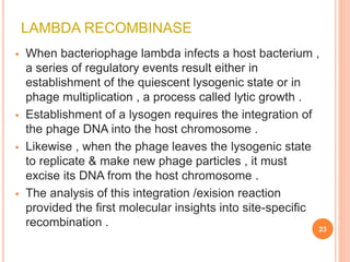 Types of Recombinase | PPTX