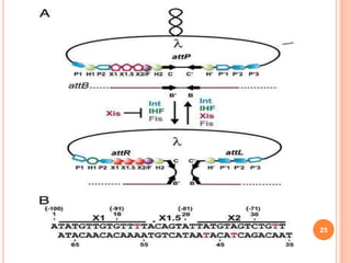 Types of Recombinase | PPTX