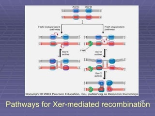 Types of Recombinase | PPTX