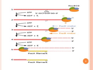 Types of Recombinase | PPTX